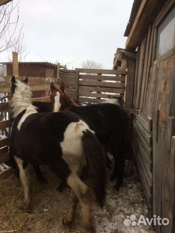 Жеребята 8 месяцев 5 голов