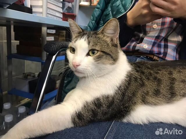 Котик Клёпа