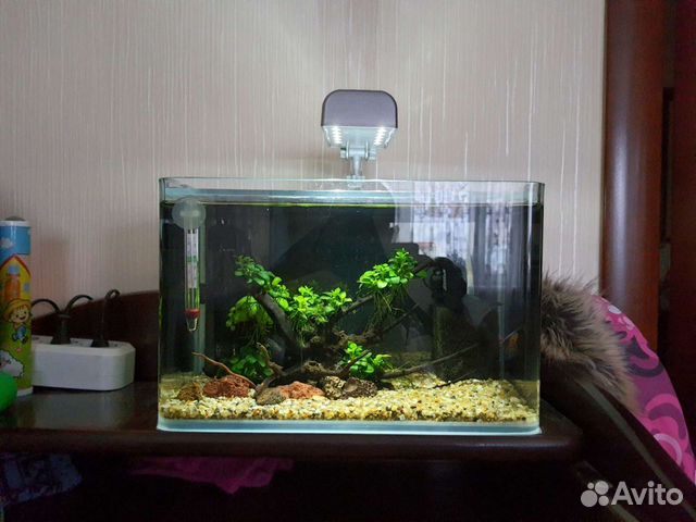 Аквариум прайм 10 литров с оформлением и оборудова