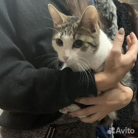 Малышку некуда девать (кошечка)