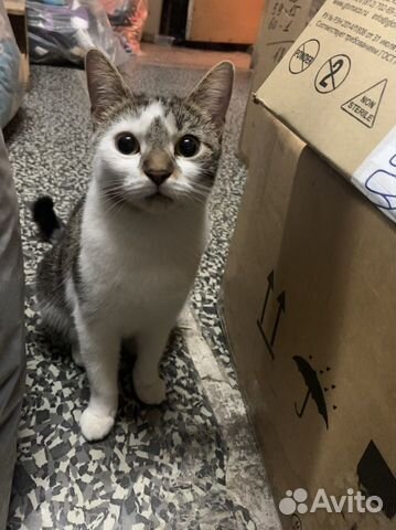 Тигровая малышка (теперь она будет не в тепле)