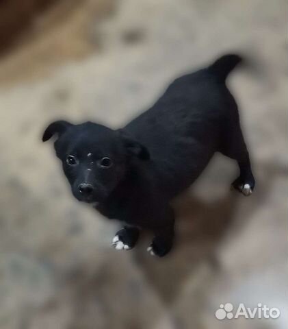 Щенок от маленькой собаки