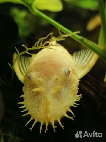 Анцитрус черный и золотистый