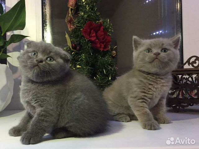 Британские плюшевые котята