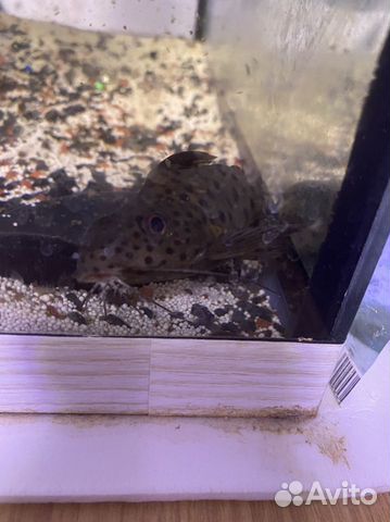 Сом пятнистый