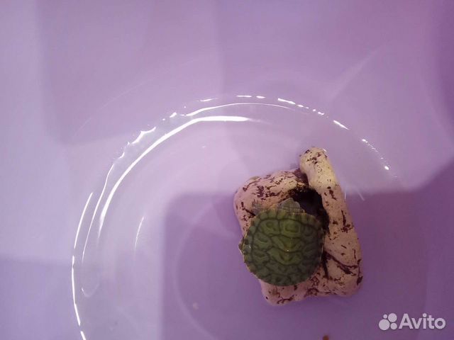 Черепашка красноухая