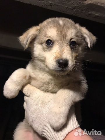 Щенок лайки девочка 1 мес в добрые руки