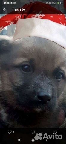 Маленький пушистый медвежонок 2 месяца бесплатно