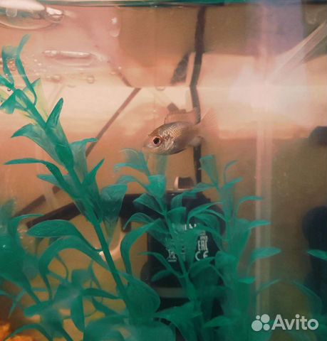 Рыбка Наннакара