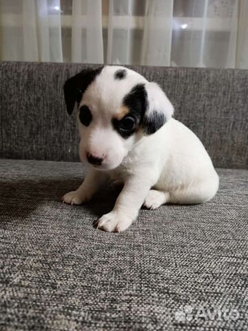 Щенки джек Рассел терьер