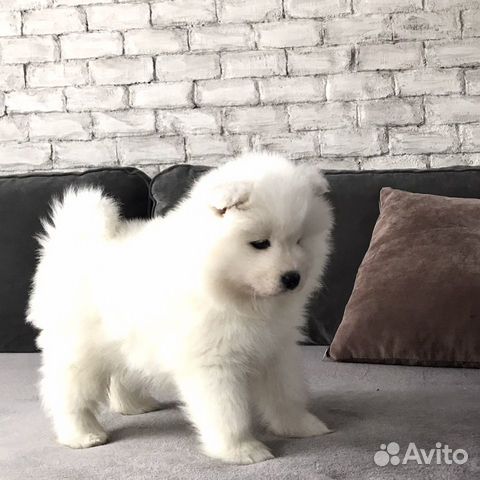 Самоедская лайка
