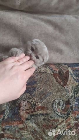 Шотландская вислоухая кошечка