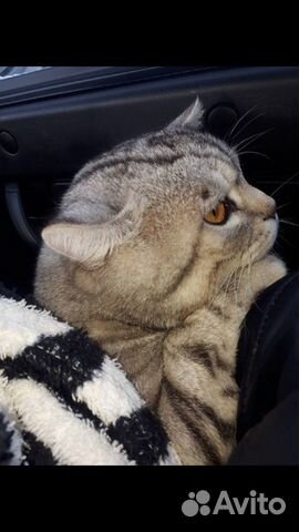 Кот