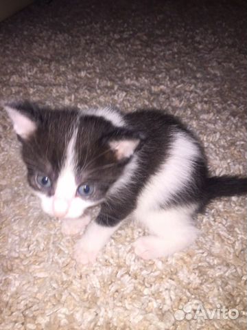 Домашние животные котята