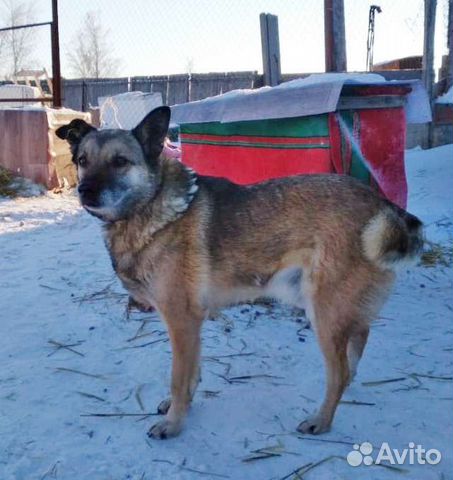 Дик ищет дом Доставка