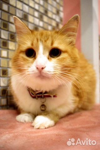 Кошечка Марфа 1,5 годика