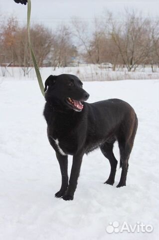 Собаке очень нужна семья