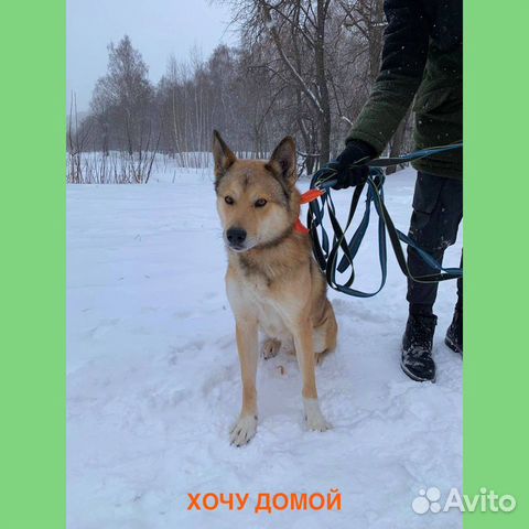 Собака ищет срочно любящую семью