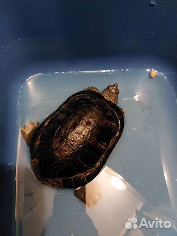 Черепаха
