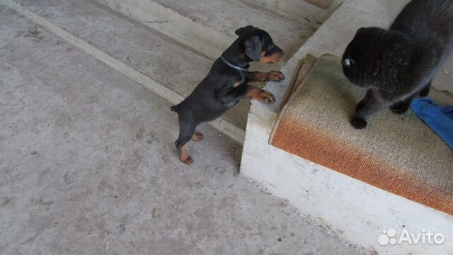 Собаки щенки