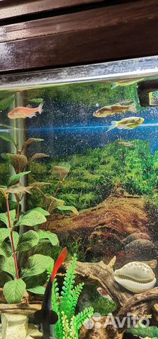 Аквариумные рыбки бесплатно