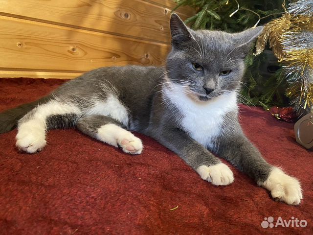 Котик подросток бесплатно