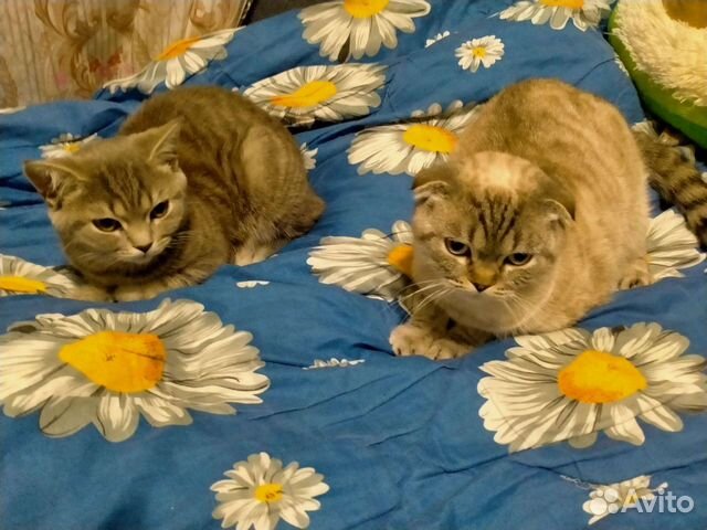 Прямоушка шотландская