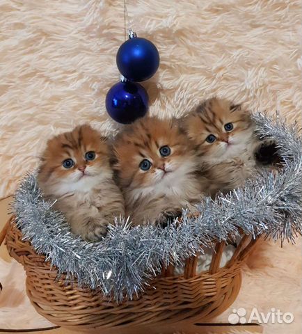 Шотландские котята