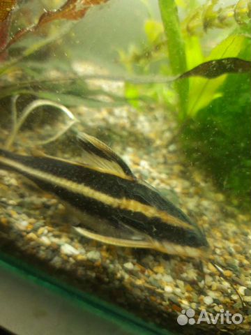 Аквариумные рыбы бесплатно