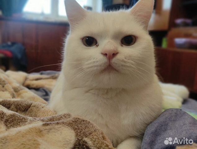 Турецкая ангора