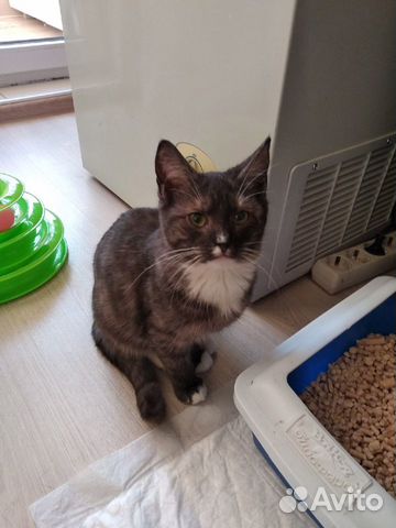 Кошка (котенок) в дрбрые руки