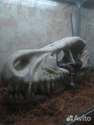 Королевская молочная змея