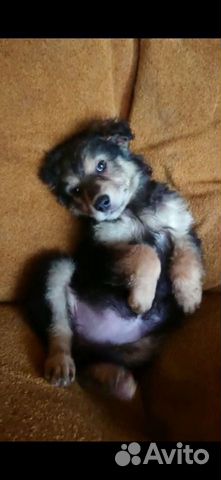 Щенок девочка Рокси 2,5 мес