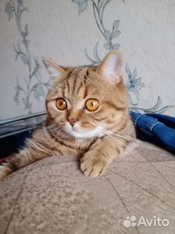Шотландский мраморный кот ждет кошечку