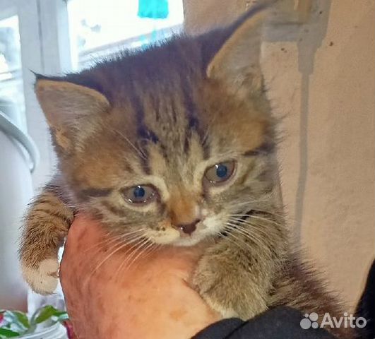 Отдам в добрые руки