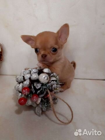 Суперминики