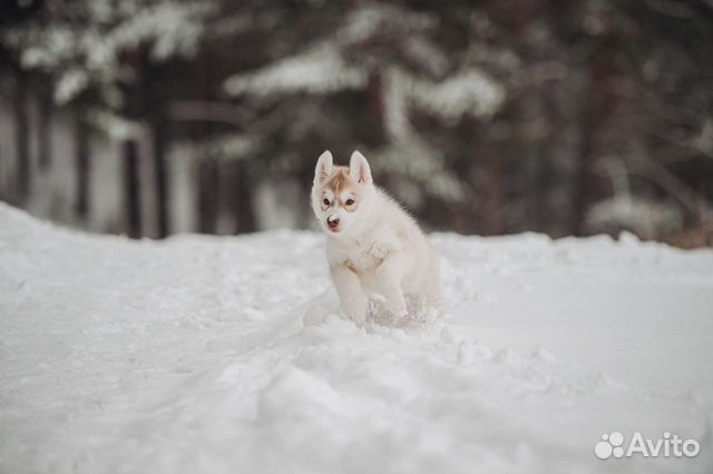 Щенки Сибирской хаски