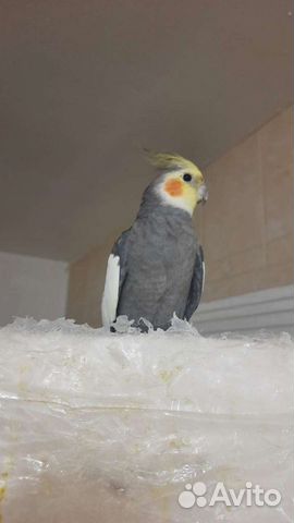 Пара карелл