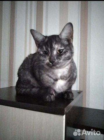 Кошечка с необычным окрасом ищет дом