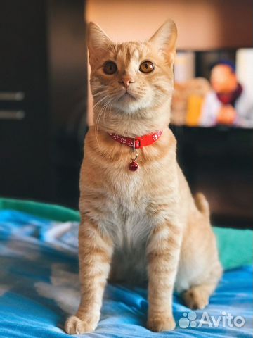 Котик для вязки