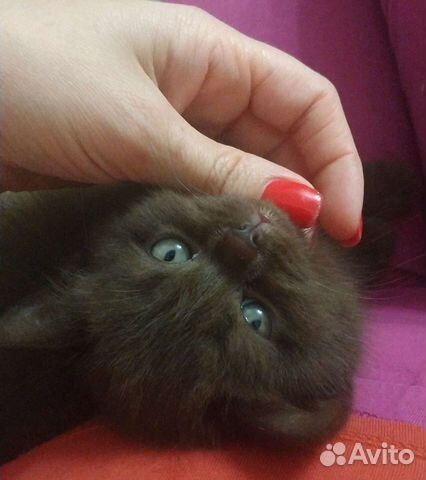 Британские котята