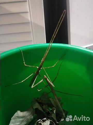 Палочники в добрые руки