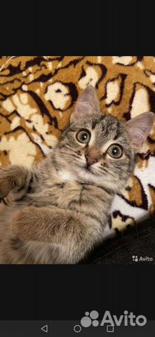 Кошка