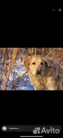 Собака в добрые руки лабрадор