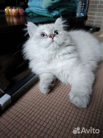 Нежный котик, голубоглазый британец