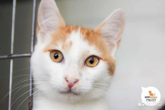 Ромашик любознательный и доверчивый котёнок