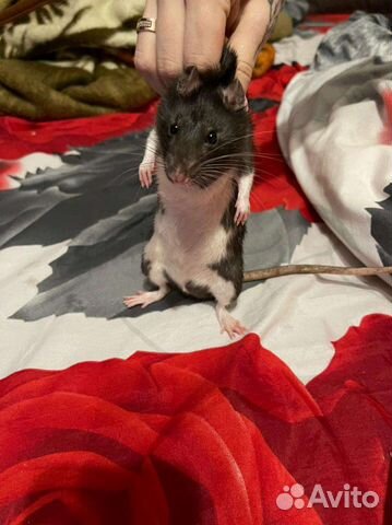 Крысы породистые