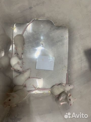 Крыски Дамбо