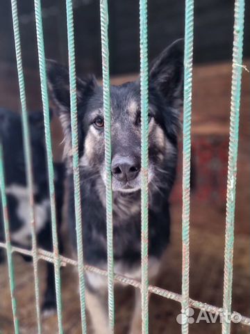 Спасите собаку из приюта