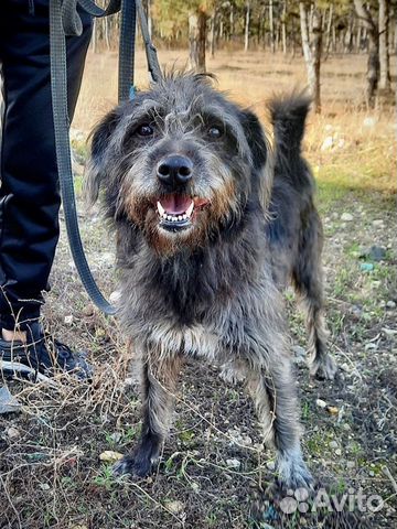 Пёсик Кеша в добрые руки